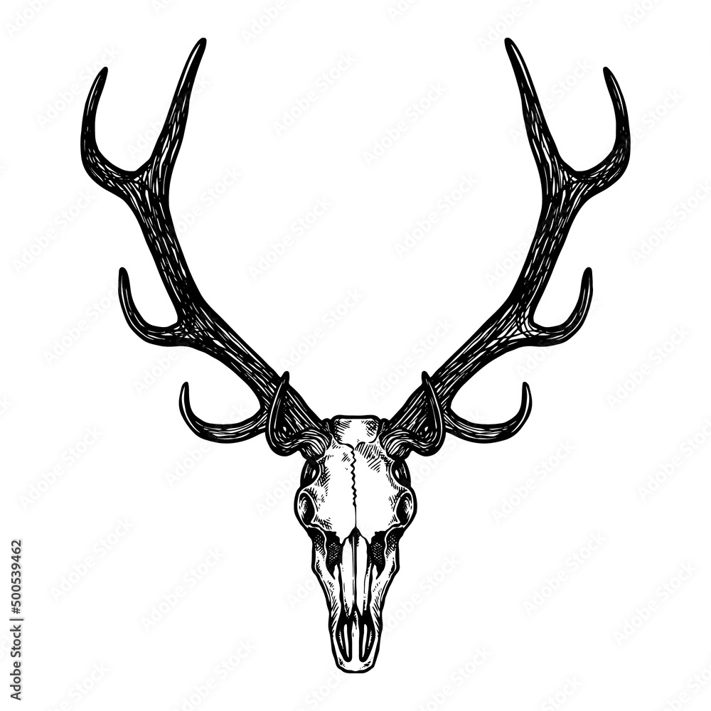 Stag skull vector hand drawn illustration Stock Vector | Adobe Stock