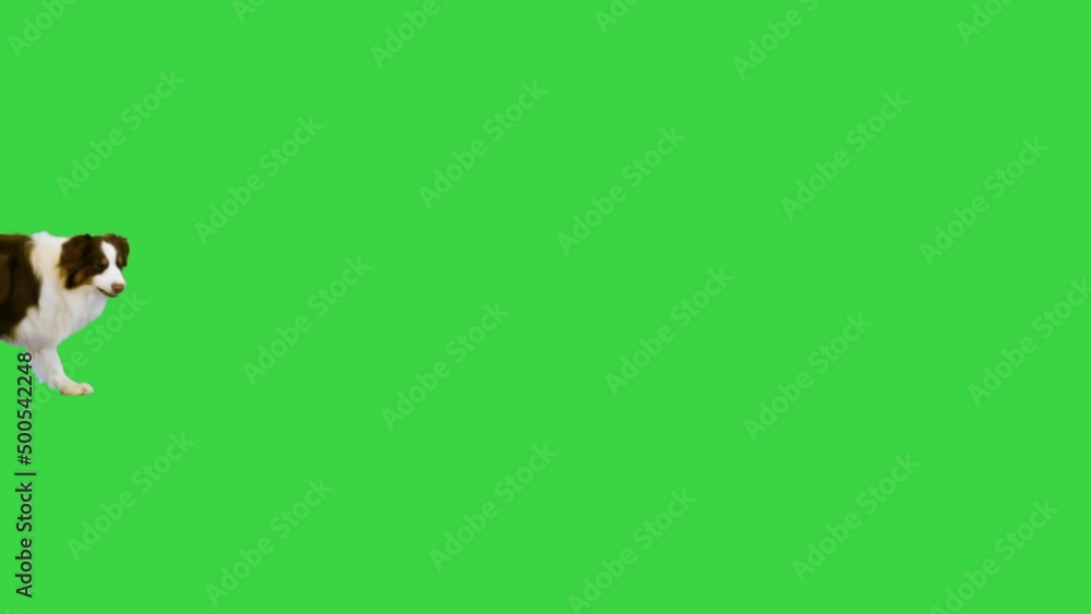 Australian shepherd dog running by on a Green Screen, Chroma Key. Stock ...