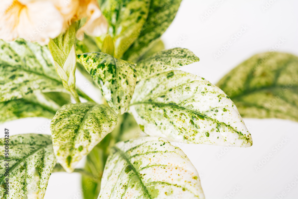 Green plant Crossandra variegated on white background close-up. Home ...