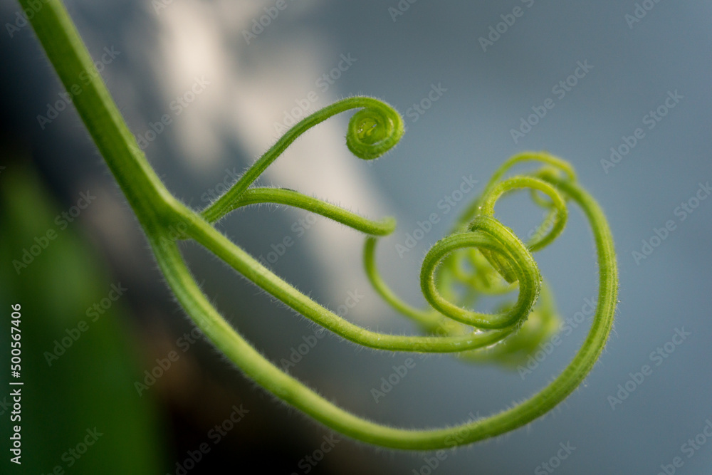 Vine, climbing plant tendrils isolated in an Indian garden with out of ...