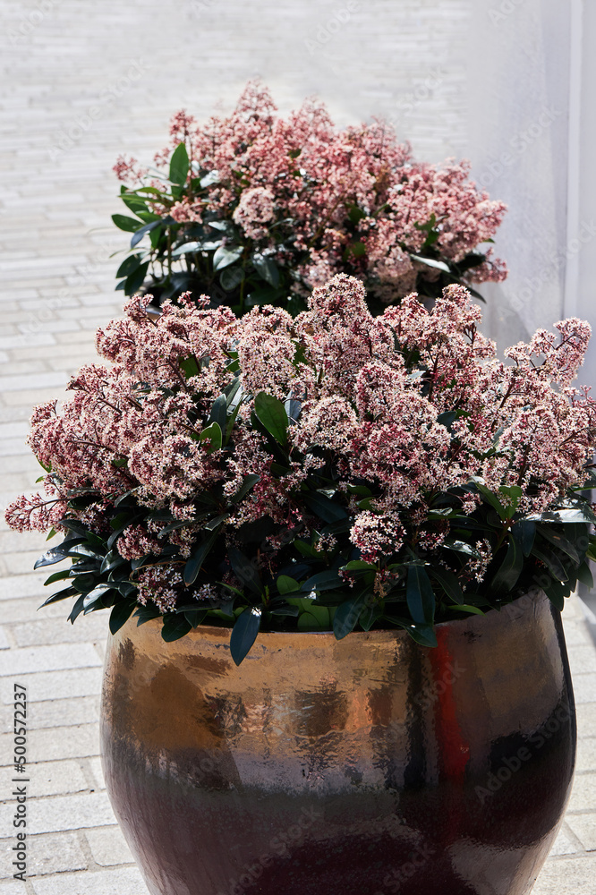 Blooming Skimmia Japonica Rubella plant growing outdoors. Home ...