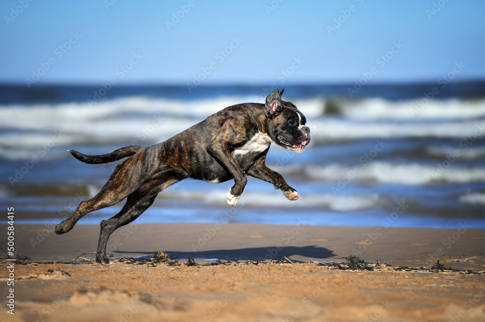 happy boxer dog running on the beach in summer Stock Photo | Adobe Stock