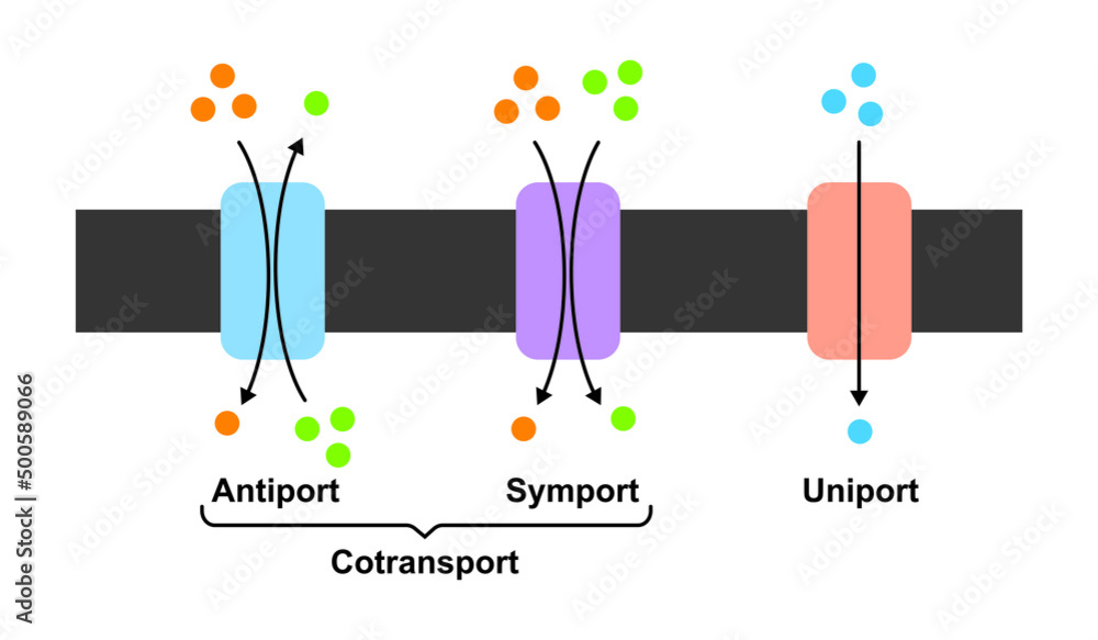 Scientific Designing Of Membrane Transport Systems. (Uniport, Symport ...