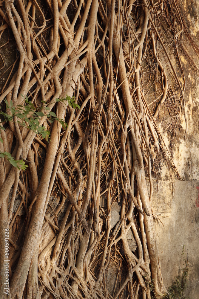 The root of a Banyan tree climbing over an old broken building. Stock ...