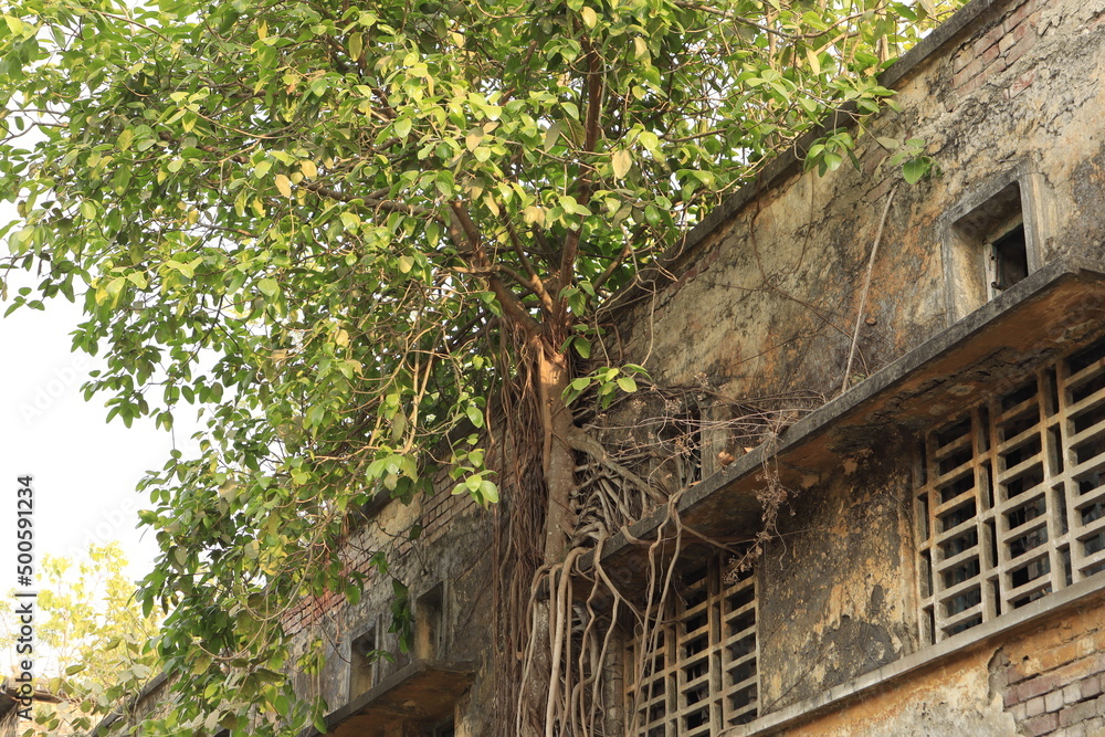 The root of a Banyan tree climbing over an old broken building. Stock ...