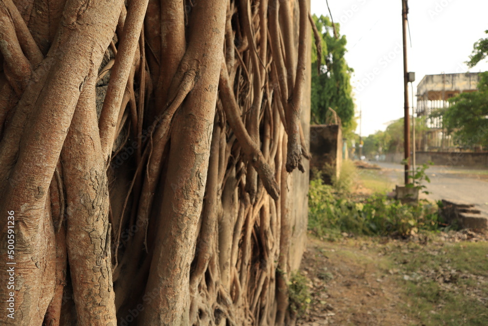 The root of a Banyan tree climbing over an old broken building. Stock ...