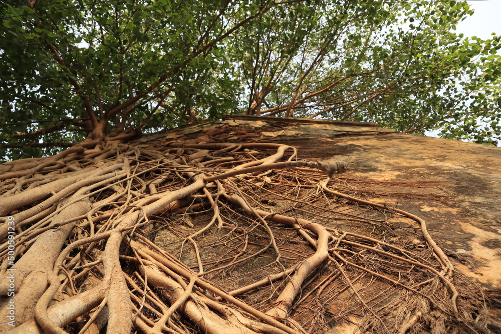 The root of a Banyan tree climbing over an old broken building. Stock ...