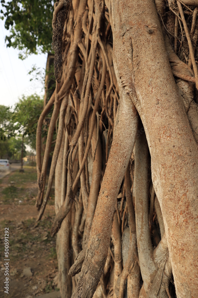 The root of a Banyan tree climbing over an old broken building. Stock ...