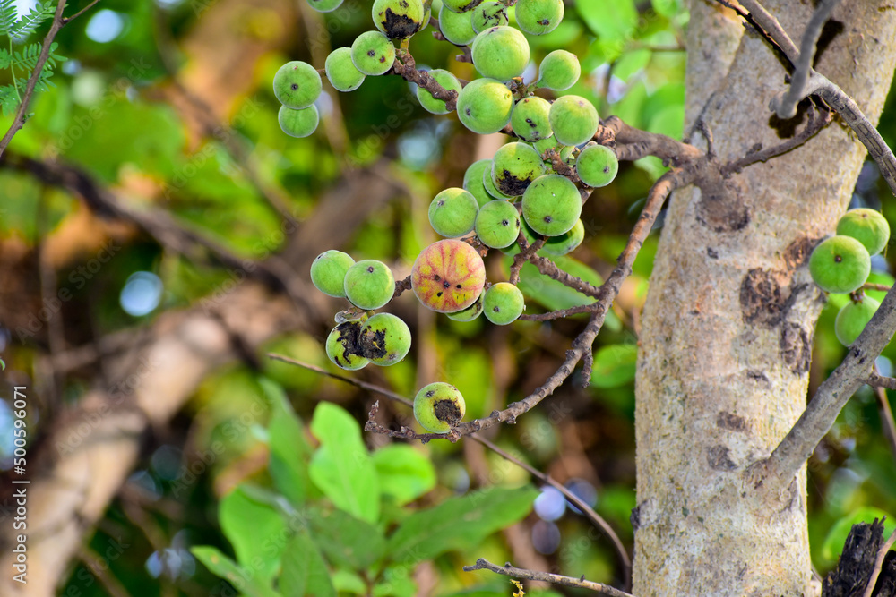 The fruit of Ficus Racemos.The common name Fig fruit,cluster fig tree ...