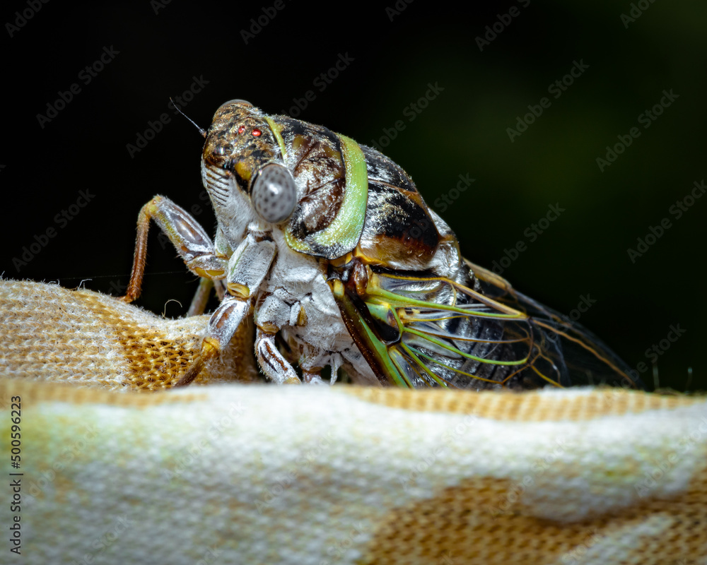 Adult Cicada Up Close Macro Detail Stock Photo | Adobe Stock