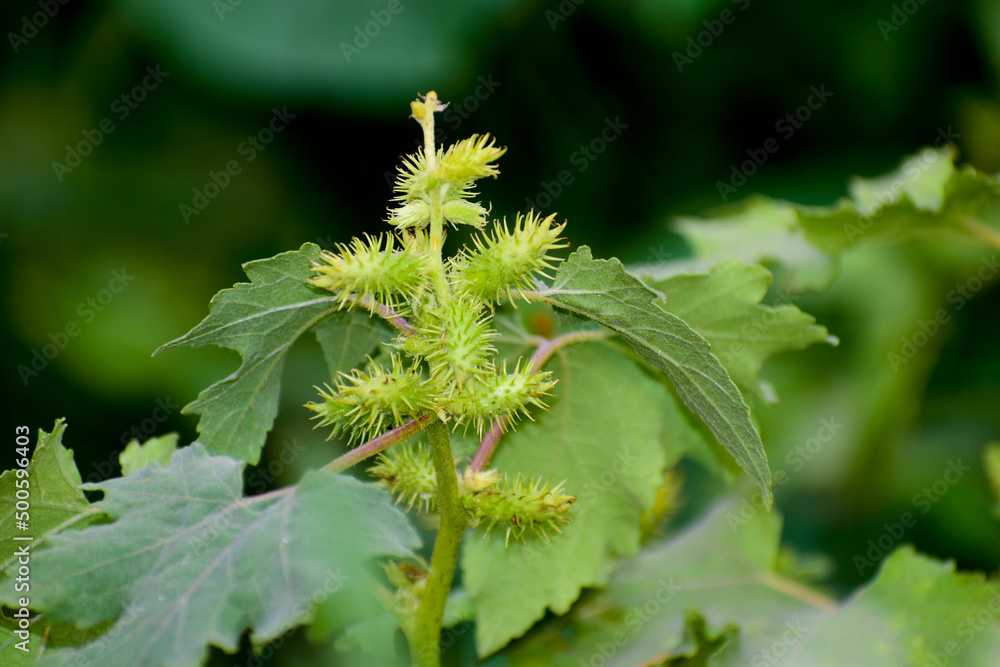 Cockleburs seed, Common cockleburs attaches thorny fruit after the ...