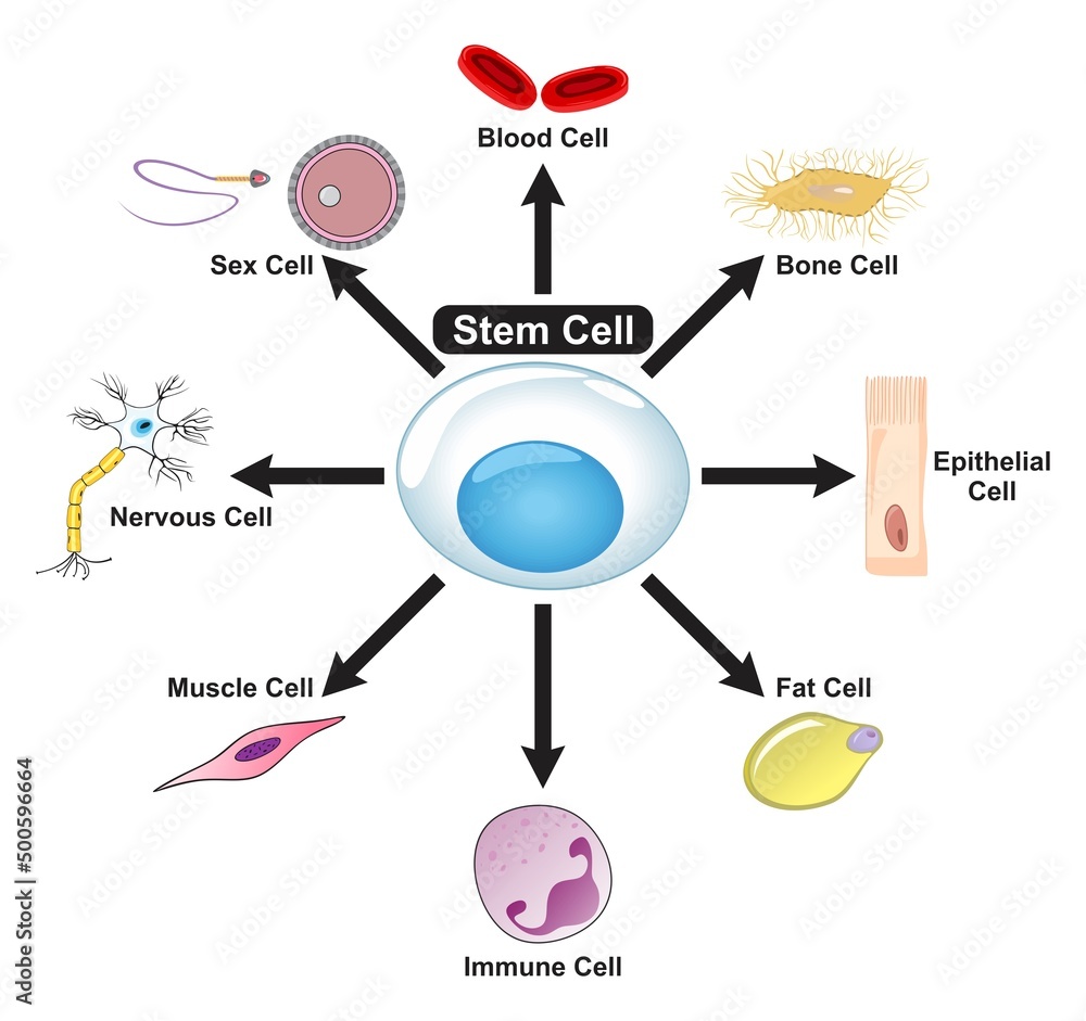 Stem Cell Diagram showing how it can convert to blood bone epithelial ...