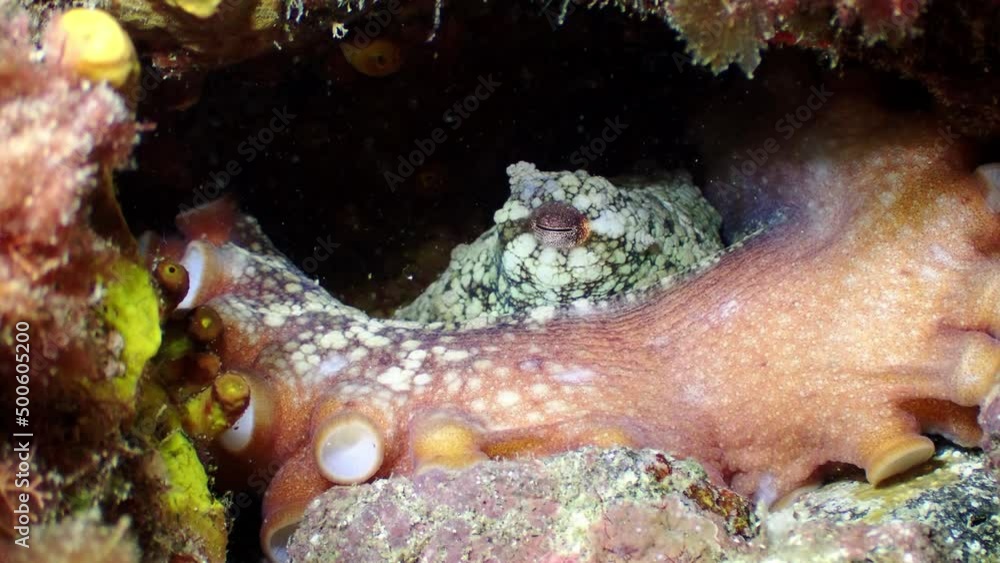 Octopus Vulgaris in front of a cave, underwater close up, sea life in ...