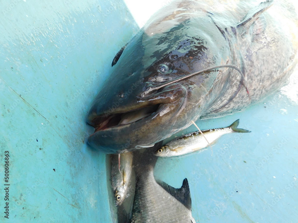 wels catfish Silurus glanis also called sheatfish or just wels large ...