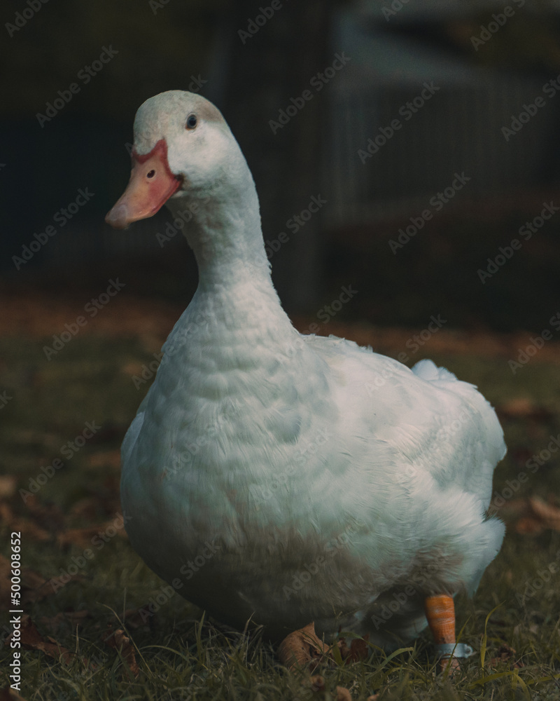 Animal encerrado , pato con un grillete en la pata , pato blanco ...