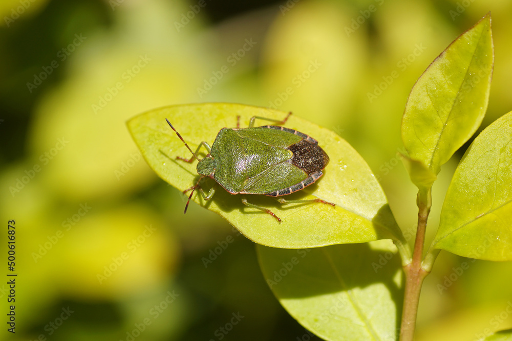 Green shield bug (Palomena prasina), family Pentatomidae on a yellow ...