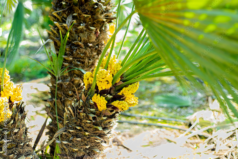 Detalle de una palmera en flor, Chamaerops humilis Stock Photo | Adobe ...