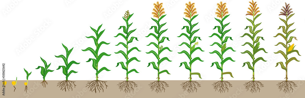 Life cycle of corn (maize) plant. Growth stages from seeding to ...
