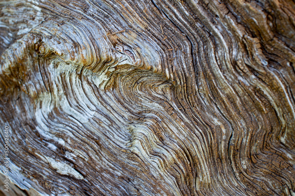 Struttura del tronco di un albero vecchio Stock Photo | Adobe Stock