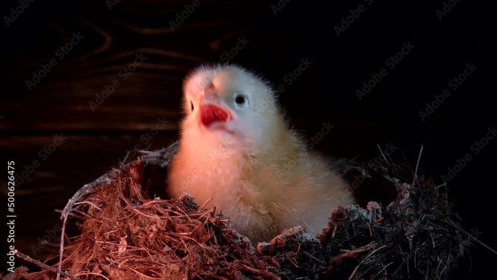 Hatched newborn yellow chick in nest calling its mother hen. Baby ...