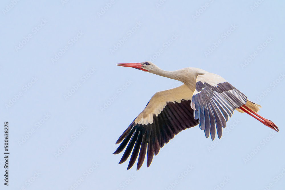Der Weißstorch (Ciconia ciconia), auch Klapperstorch genannt Stock ...