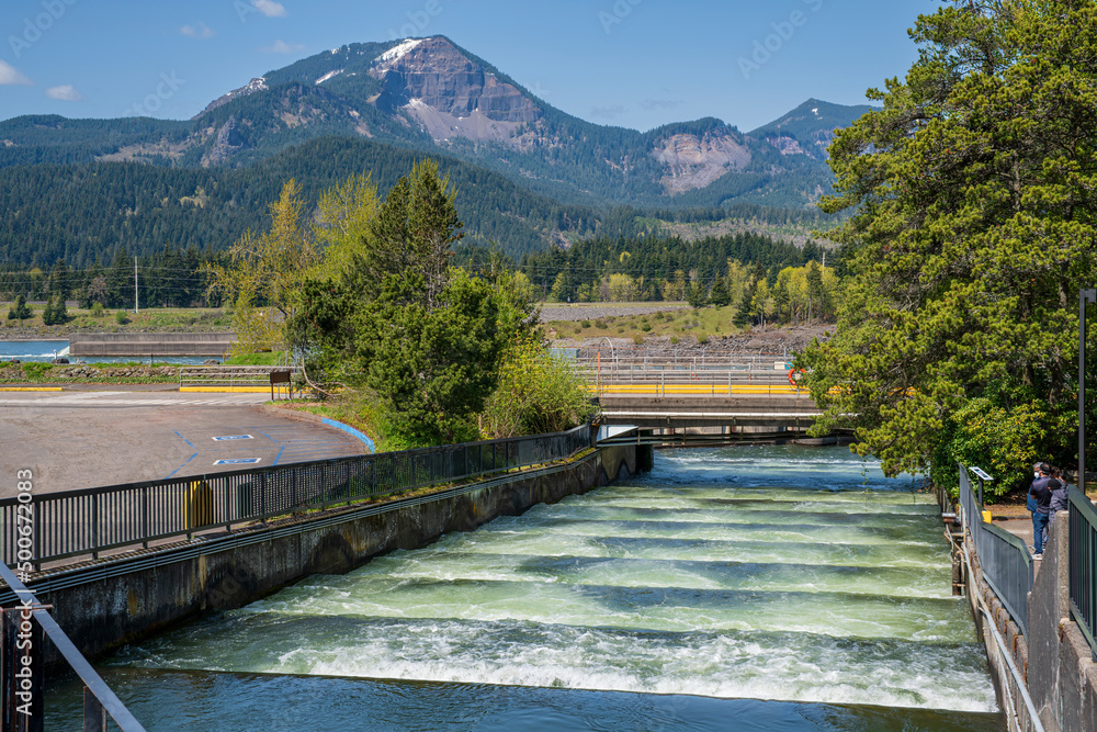 Fish Ladders On Dams