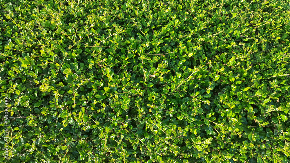 Fukien Tea, Philippine Tea, tree background, grass, close-up background ...