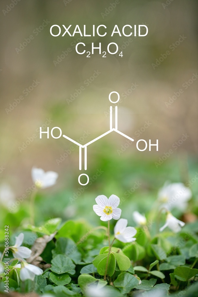 Poster Formula and chemical structure of oxalic acid – Wall Art | UkPosters