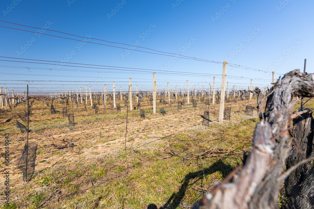 Close up of old vineyard at spring time, ready for new season, wine ...