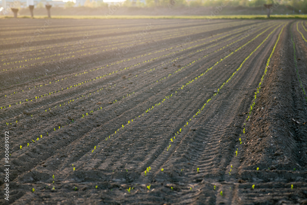 sown field: the sprouts come out of the earth. The birth of plants sown ...
