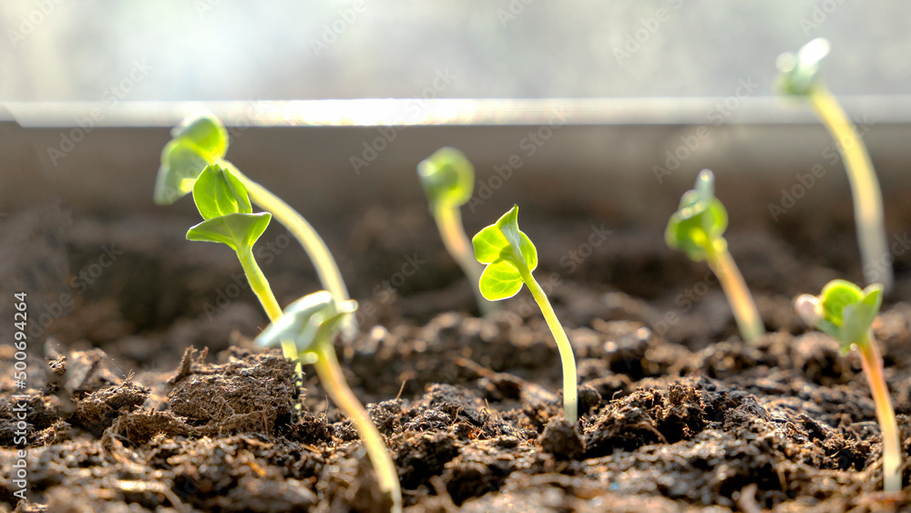 seedlings of a young crop. the concept of growing crops Stock Photo ...