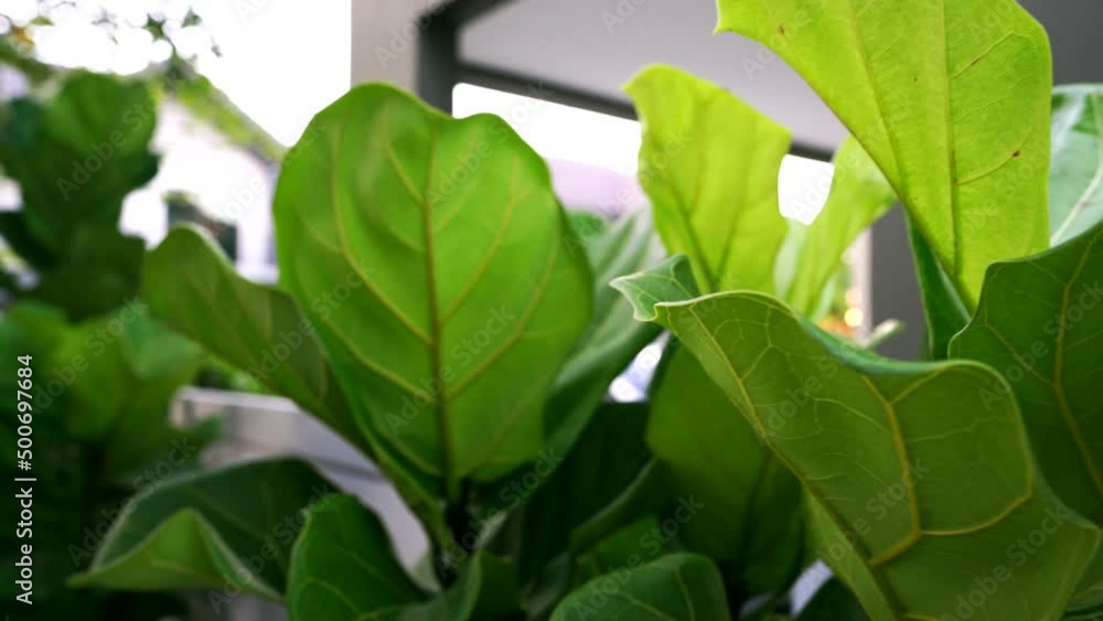 Video „Zoom out fiddle leaf fig tree motion under big tree branch and ...