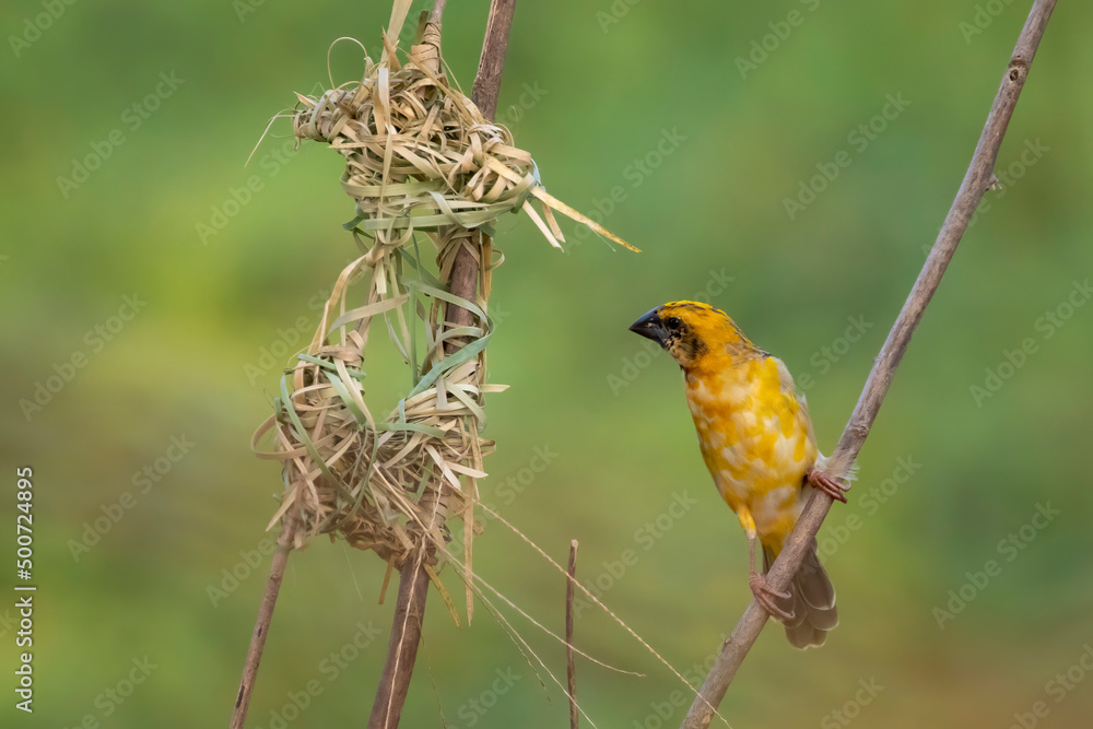 Image of male baya weaver nesting on nature background. Bird. Animals ...