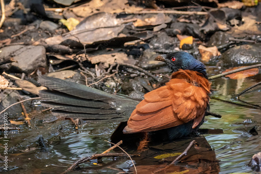 Image of Greater coucal on nature background. Bird. Animals. Stock ...