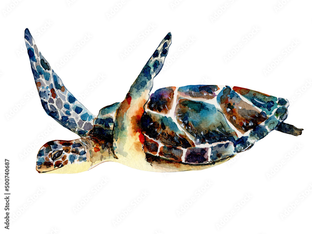 Illustration sea turtle painted in watercolours. The image of sea ...
