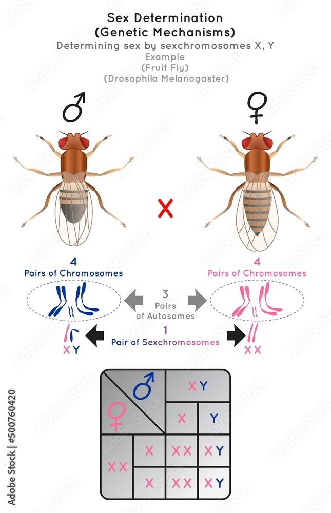 Sex Determination Genetic Mechanisms by Sexchromosomes Infographic ...