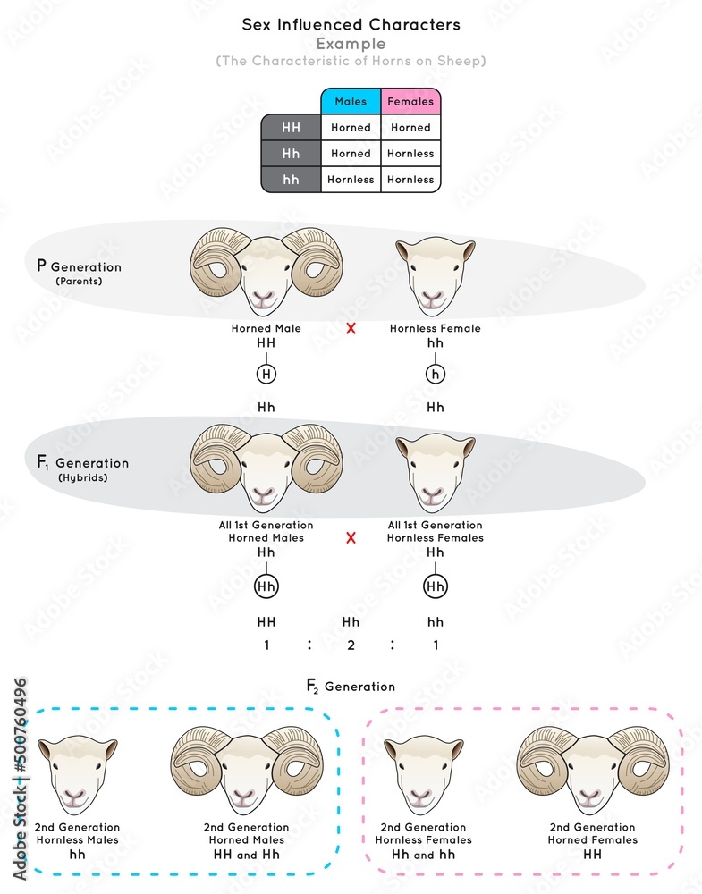 Dominant Trait Example