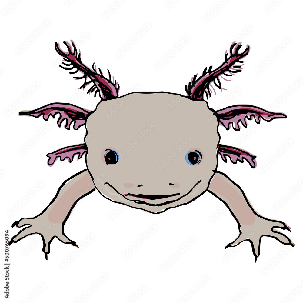 Funny face of a happy smiling baby Axolotl. Mexican walking fish ...