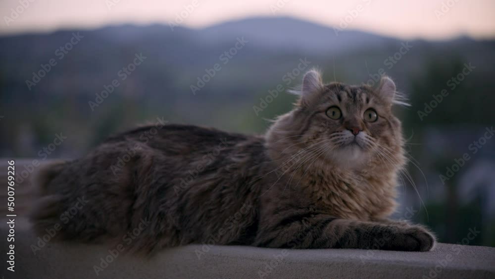 A young highland lynx cat sitting in a forest and looking around. A ...