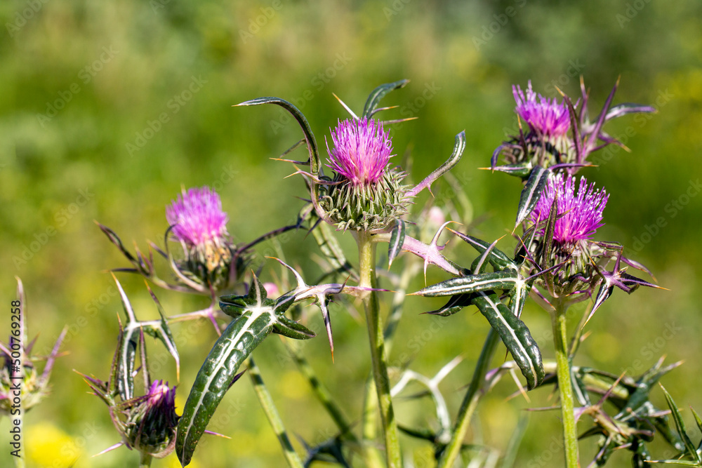 Notobasis syriaca (Syrian Thistle) the sole species in the genus ...