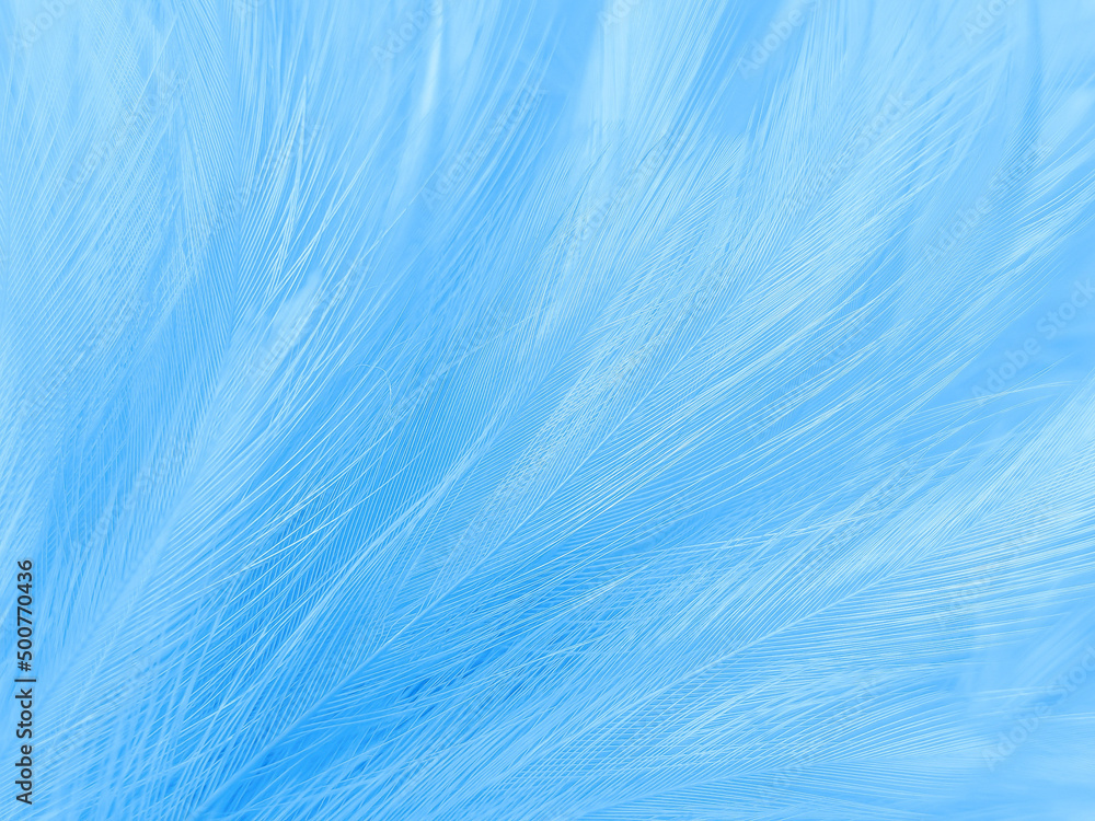 Beautiful abstract blue feathers on white background, white feather ...