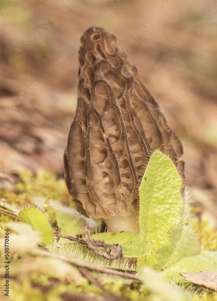 Morchella sp spring mushrooms with the appearance of honeycomb, dark ...