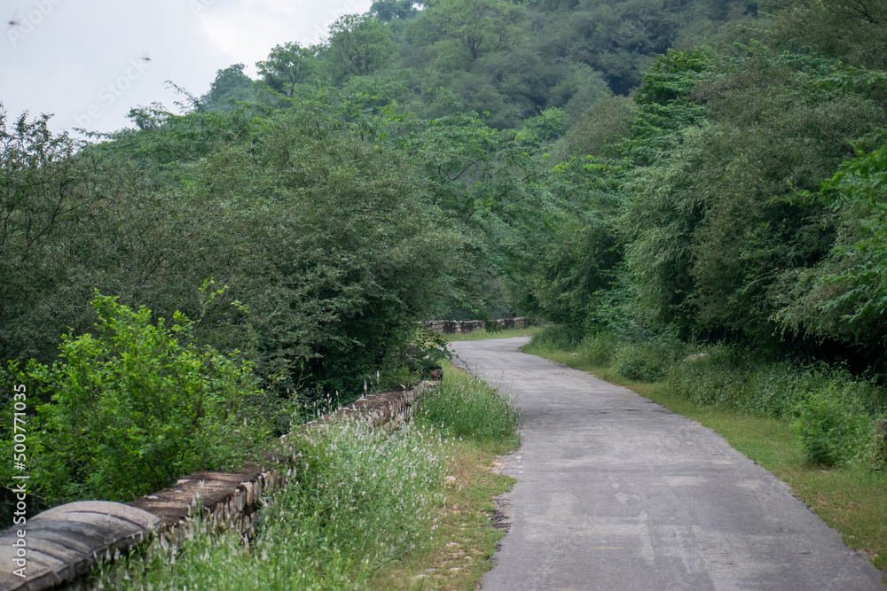 An abandoned road inside a dense forest of Sariska Wildlife Sanctuary ...