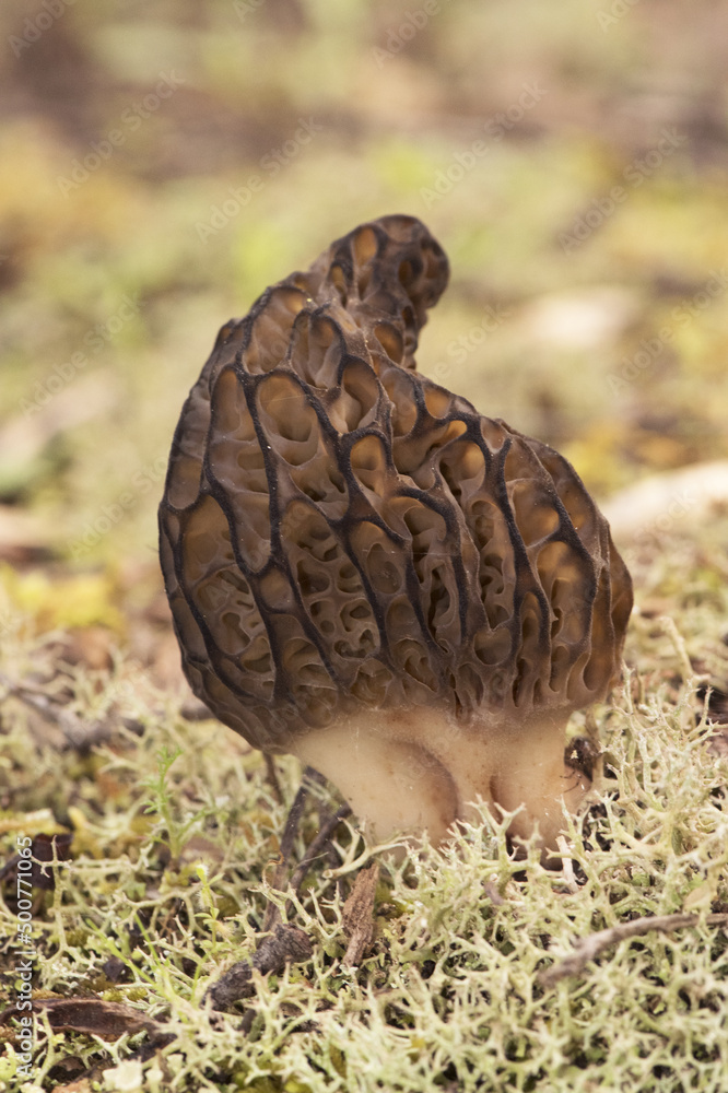 Morchella sp spring mushrooms with the appearance of honeycomb, dark ...