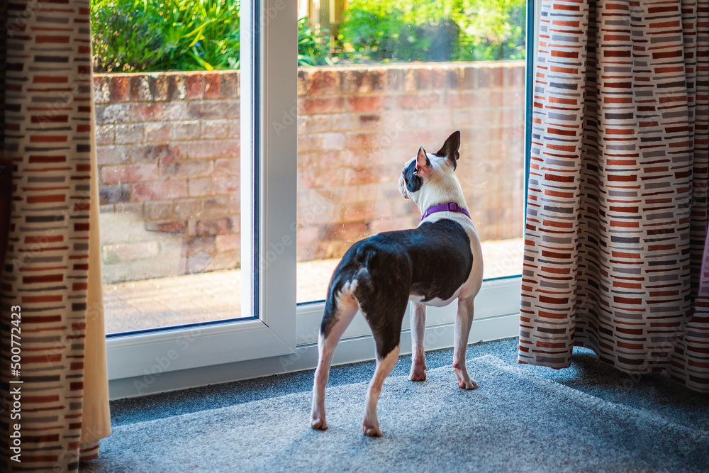 Boston Terrier dog standing looking out of a window. The window is a ...