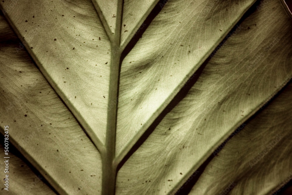 Textura de una hoja Stock Photo | Adobe Stock