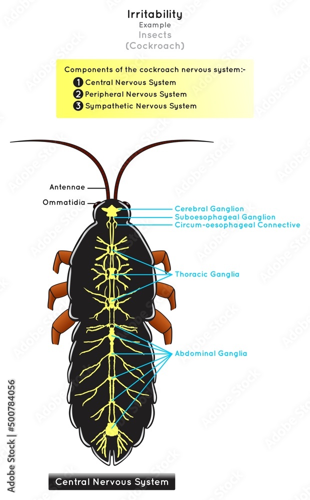 Irritability in Insects Infographic Diagram example cockroach ...
