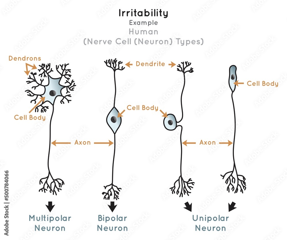 Irritability in Human Infographic Diagram nerve cell types neuron part ...