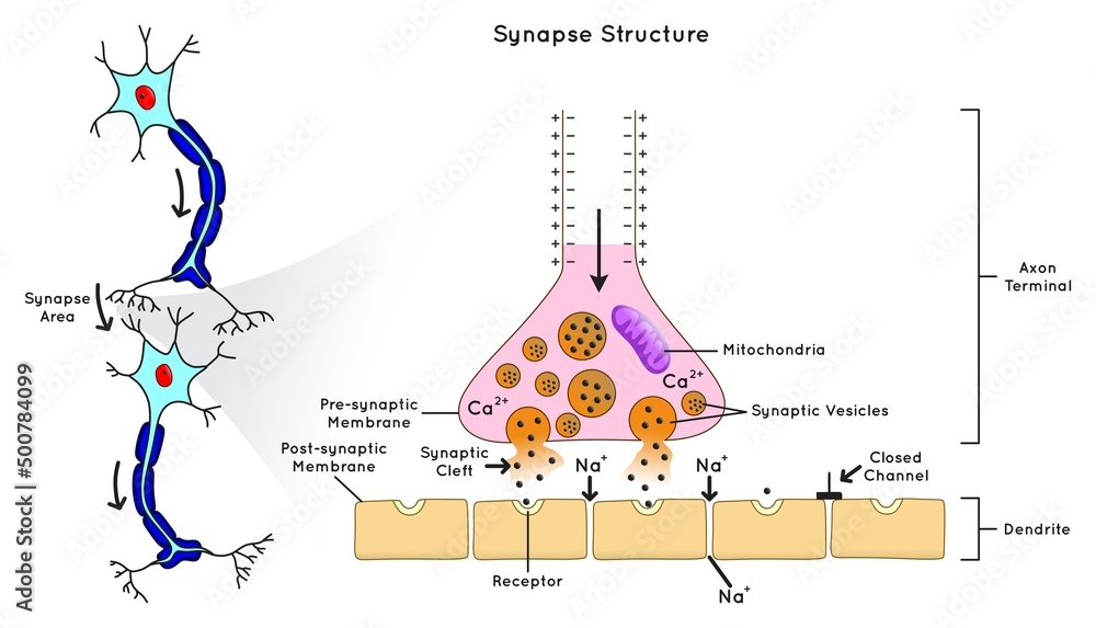 Synapse Structure Infographic Diagram permit neuron pass electrical chemical signal to nerve ...