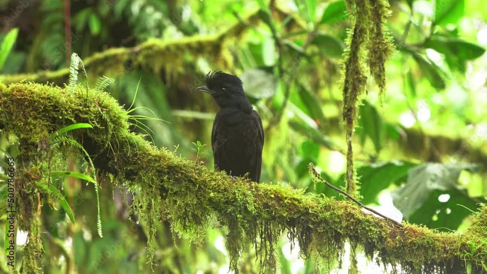 Long-wattled Umbrellabird - Cephalopterus penduliger, Cotingidae ...